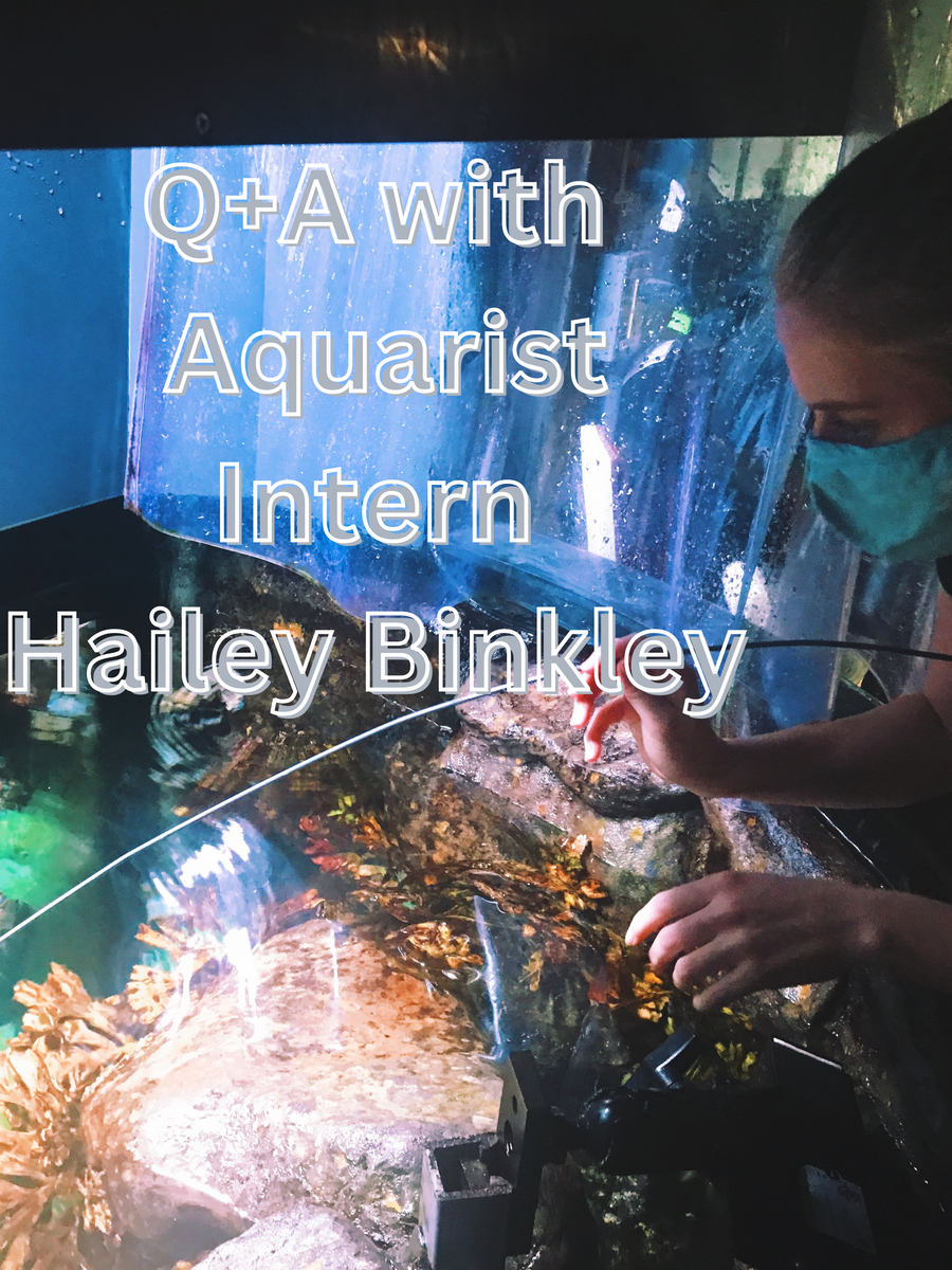 Q+A with Aquarist Intern Hailey Binkley – Panoramic Ocean