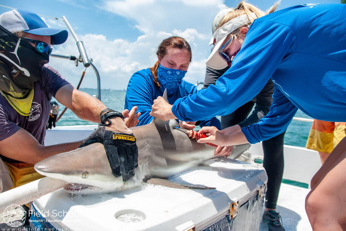 Q+A with Student Researcher Hailey Binkley – Panoramic Ocean